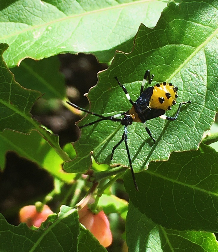 今年のキバラヘリカメムシ: 再びの模索と解明